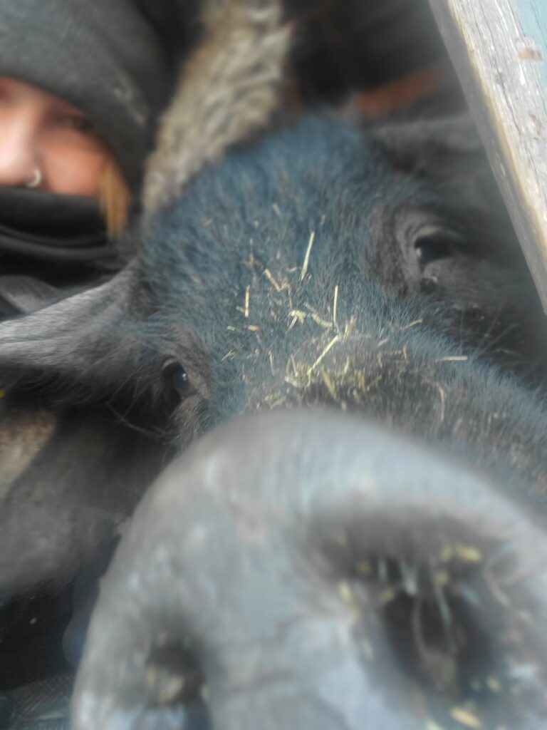 January Is Pig Month! - Hogs & Horns Homestead