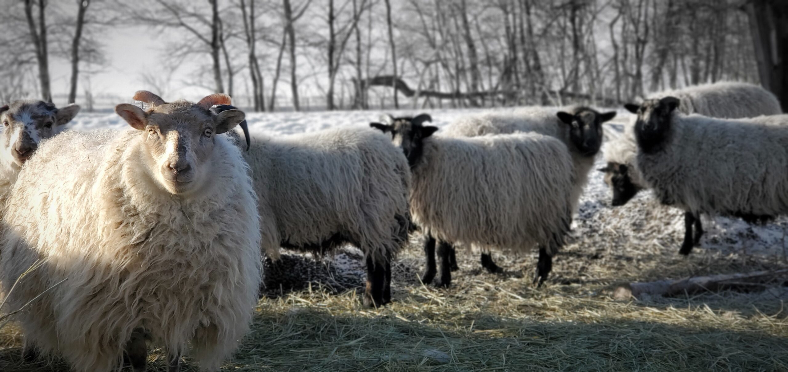 Heritage Pasture Lamb - Learn More - Hogs & Horns Homestead