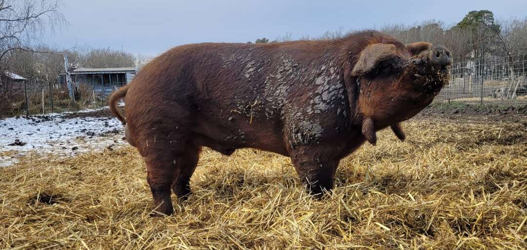 Red Wattle Pigs For Sale - Hogs & Horns Homestead